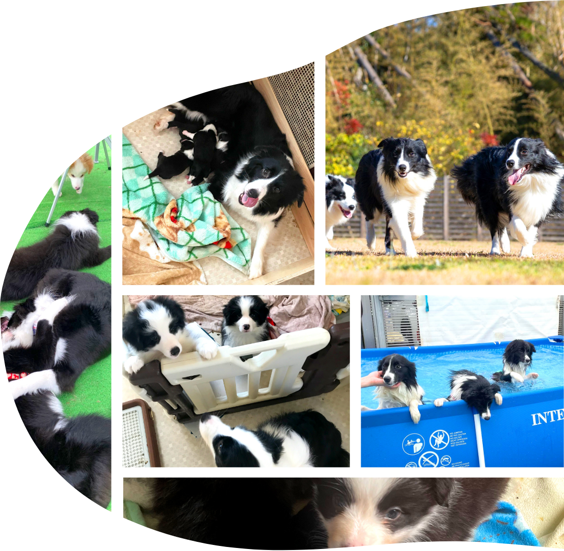 WILD ZAP RIDER【ボーダーコリーブリーダー】